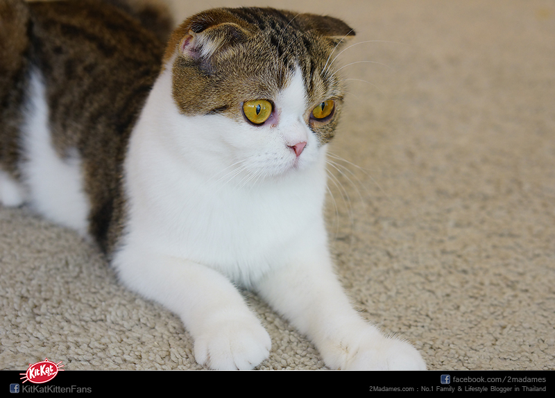 Cataholic Café เหมียวๆดื้อของที่รัก พาไปชิลกับน้องแมวที่ในช่วงปิดเทอม