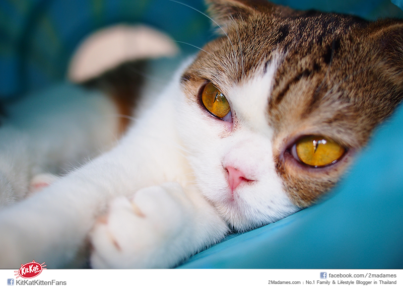 Cataholic Café เหมียวๆดื้อของที่รัก พาไปชิลกับน้องแมวที่ในช่วงปิดเทอม