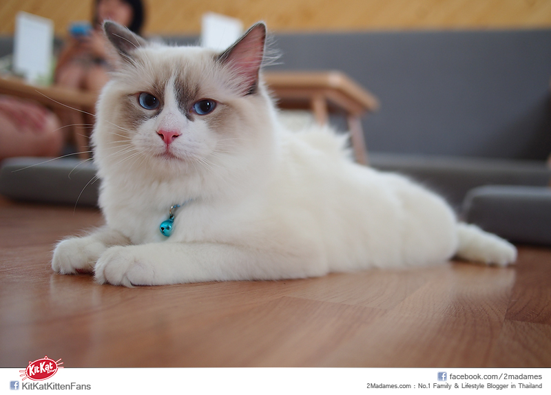 Cataholic Café เหมียวๆดื้อของที่รัก พาไปชิลกับน้องแมวที่ในช่วงปิดเทอม