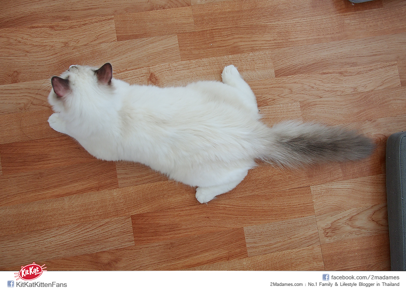 Cataholic Café เหมียวๆดื้อของที่รัก พาไปชิลกับน้องแมวที่ในช่วงปิดเทอม