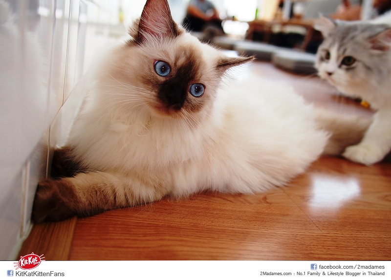 Cataholic Café เหมียวๆดื้อของที่รัก พาไปชิลกับน้องแมวที่ในช่วงปิดเทอม